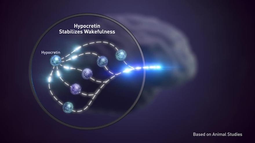 Narcolepsy Hypocretin